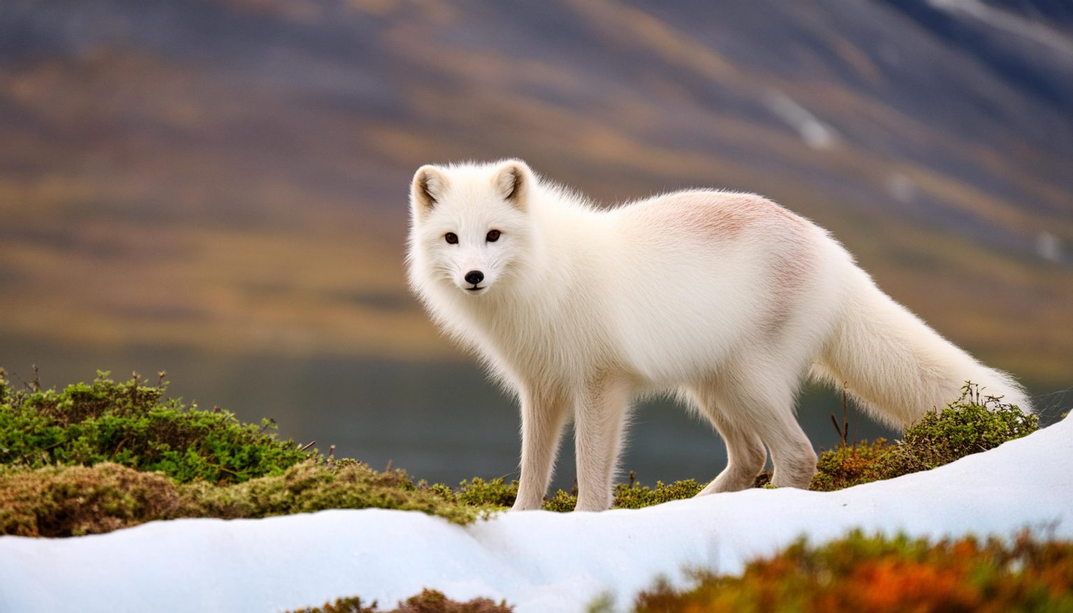 Mit esznek a sarki rókák? - Elo.hu